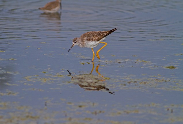 The Greater Yellowleg – Shoestring Filter